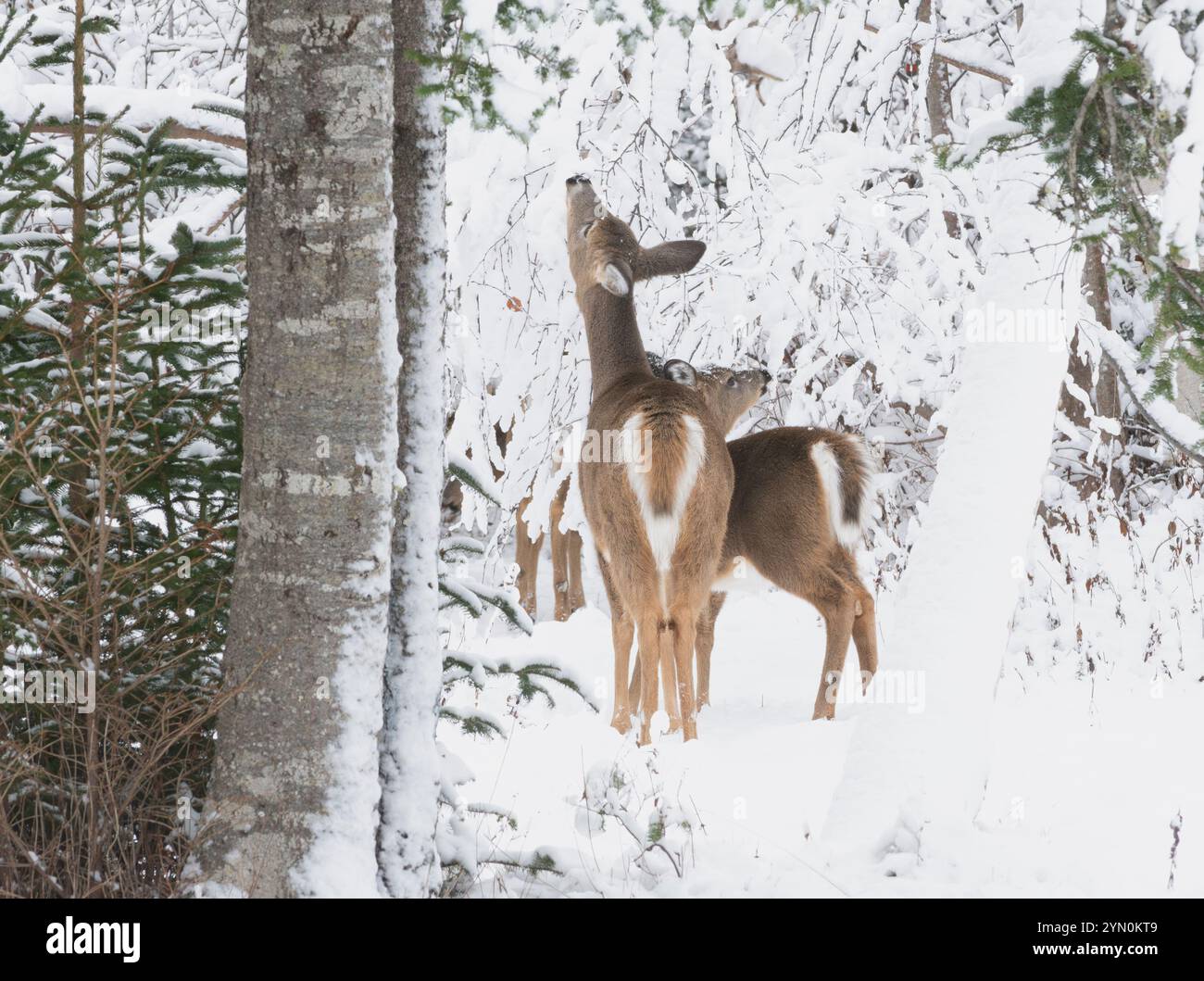 White-tailed Deer (Odocoileus virginianus) mother and fawn finding food ...