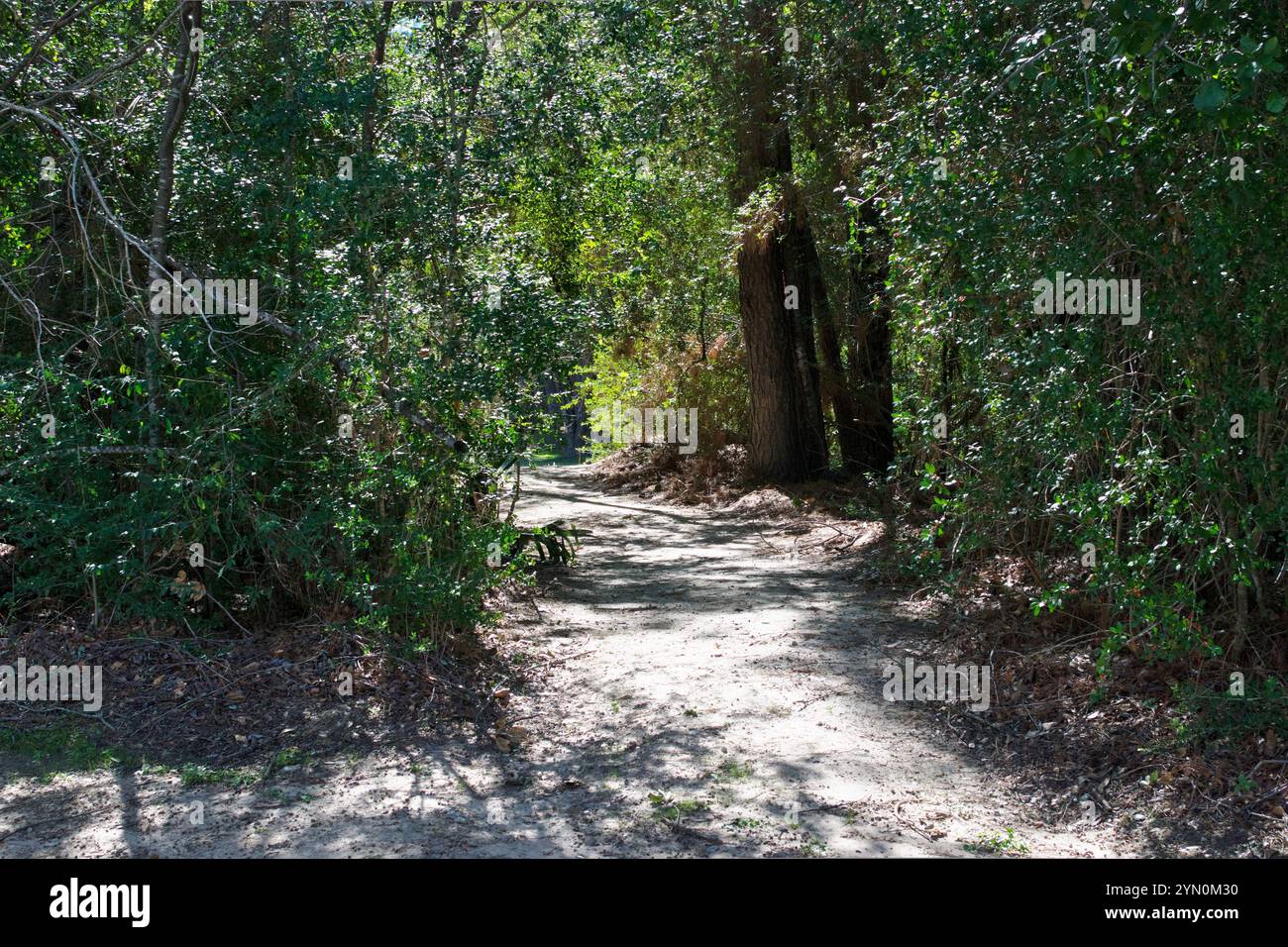 Forest trees dense walking hi-res stock photography and images - Alamy