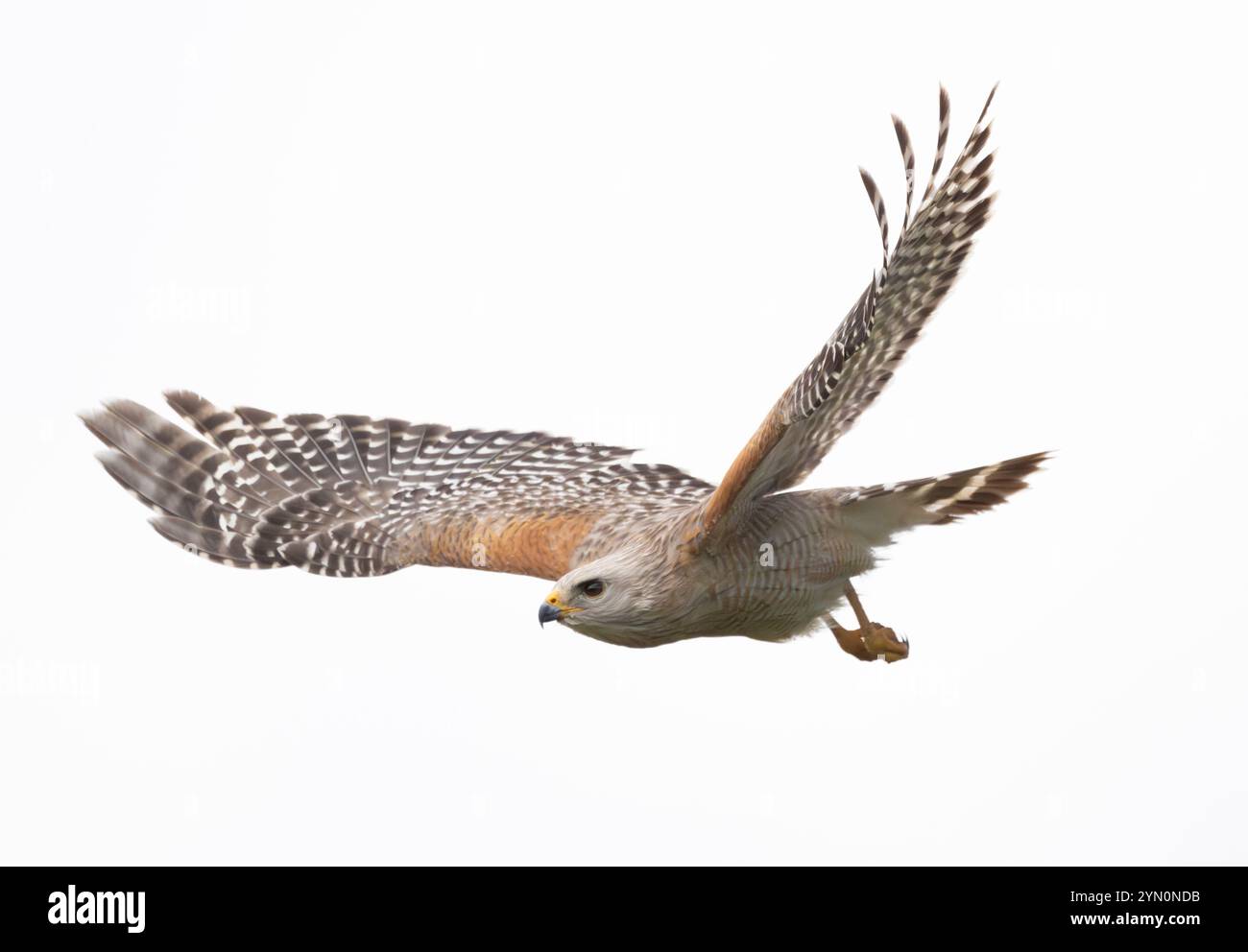 Red-shouldered Hawk (Buteo lineatus) in flight. March in the Corkscrew ...