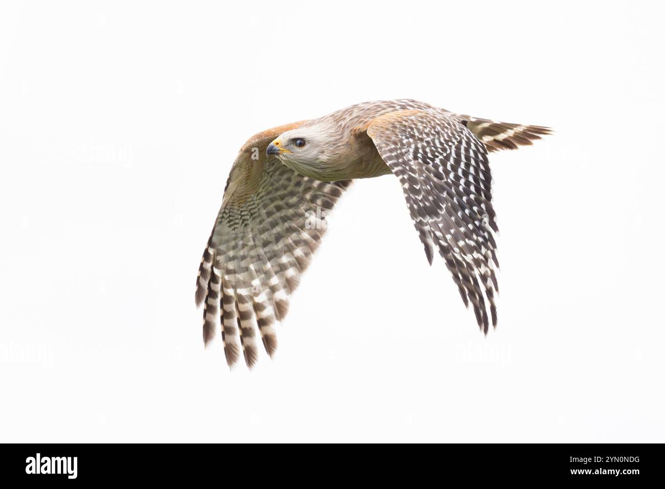 Hawk florida Cut Out Stock Images & Pictures - Alamy