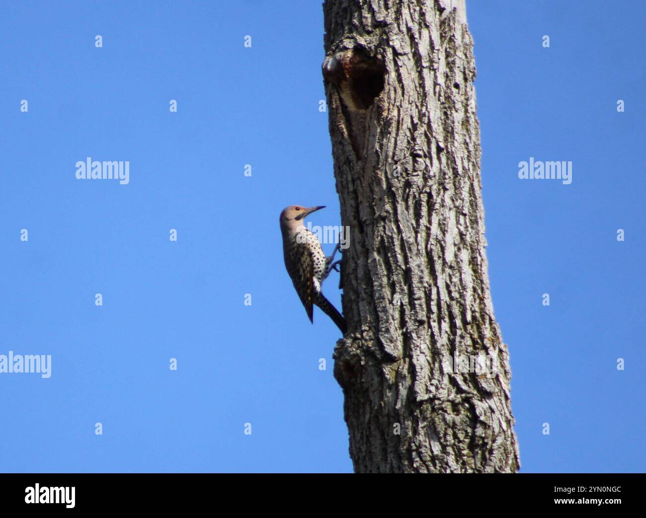 Northern Flicker (Colaptes auratus) making a hole in a dead tree Stock ...