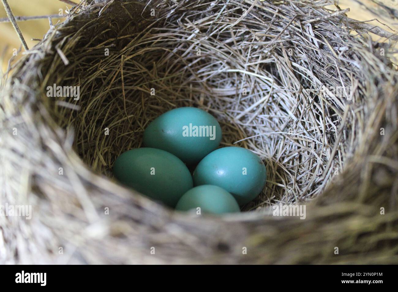 Americanrobinegg hi-res stock photography and images - Alamy
