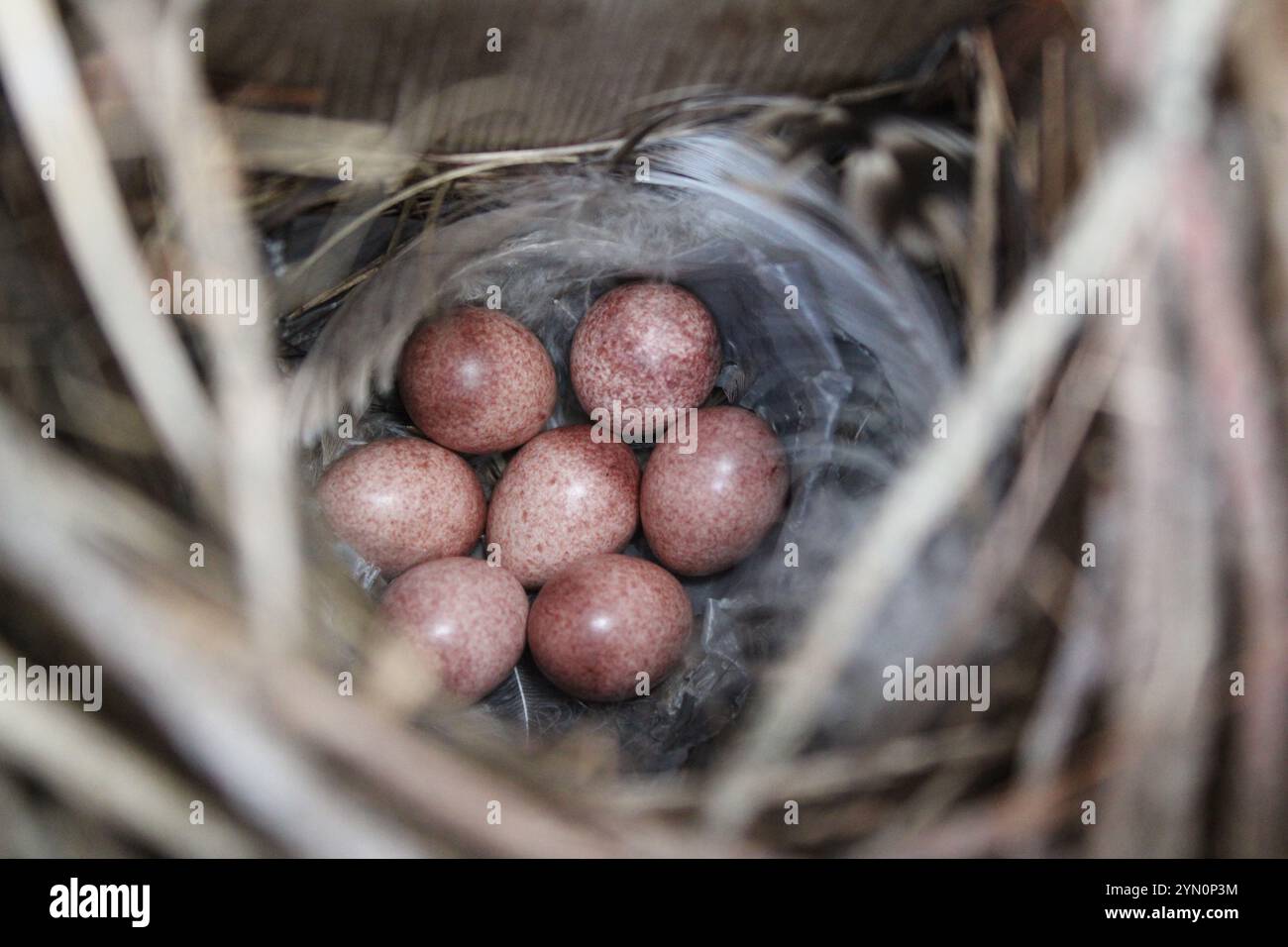 House Wren Eggs in Nest Stock Photo - Alamy