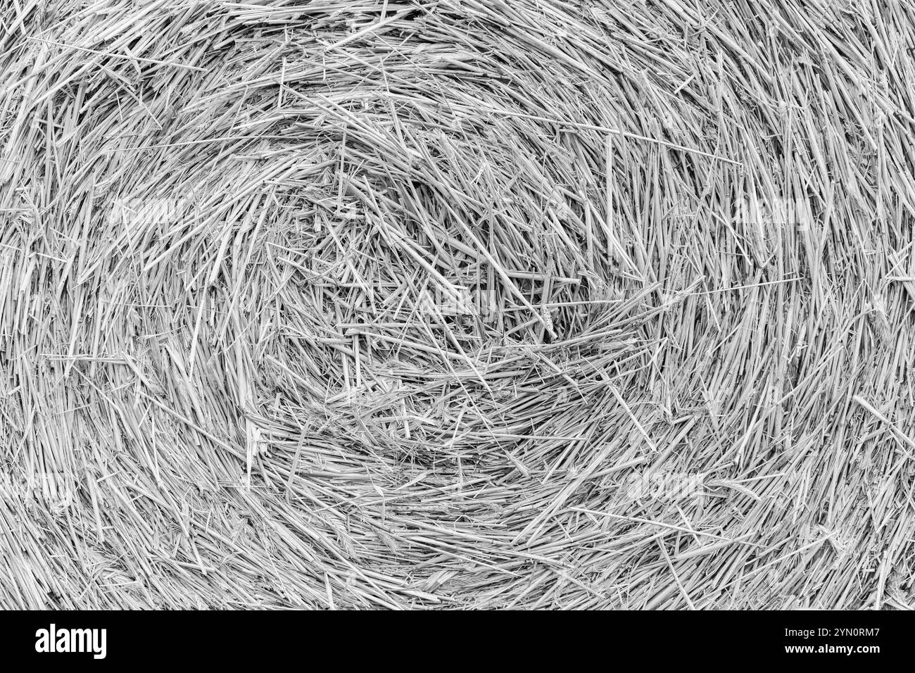 rural autumn with hay. straw summer background. haystack straw prepared ...