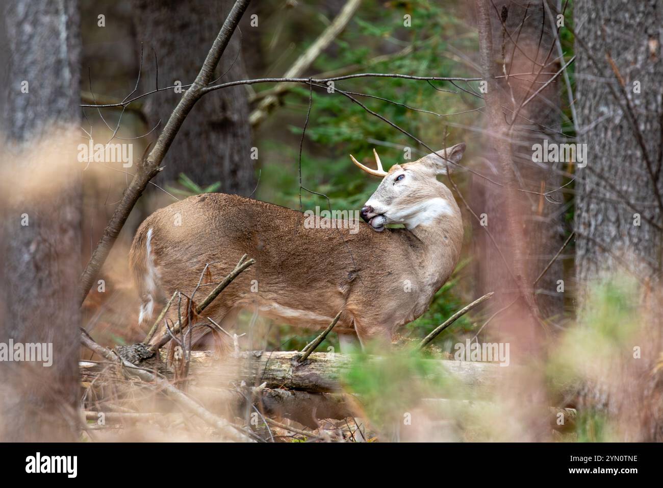 Adult white-tailed deer buck (Odocoileus virginianus) during the rut ...
