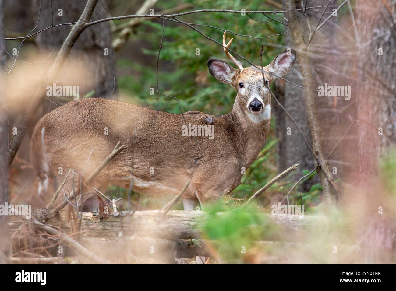 Adult white-tailed deer buck (Odocoileus virginianus) during the rut ...