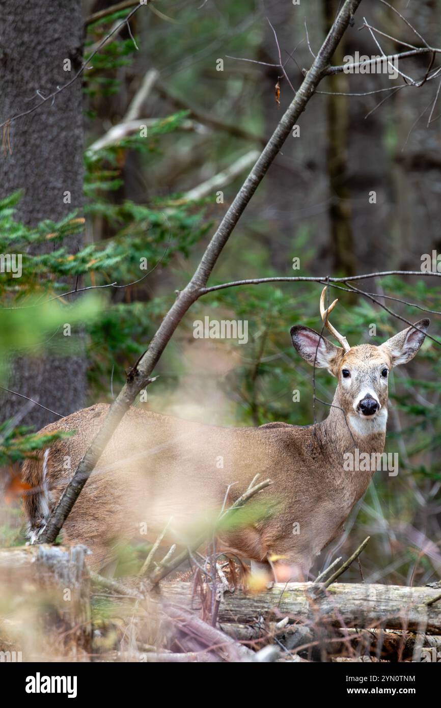Adult white-tailed deer buck (Odocoileus virginianus) during the rut ...