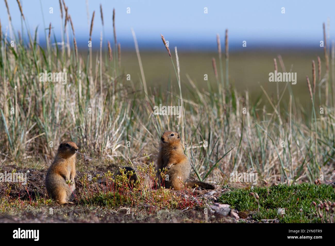 Ground squirrel, also known as Richardson ground squirrel or siksik in ...