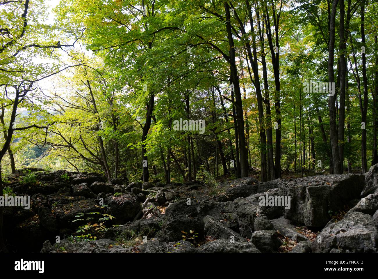 Ontario - Rattlesnake Point Trees Stock Photo - Alamy