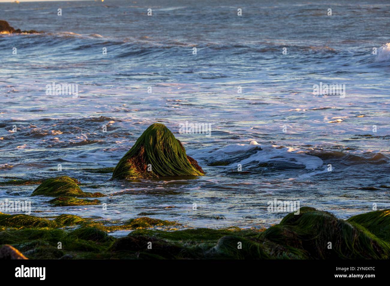 Scoulers surf grass hi-res stock photography and images - Alamy