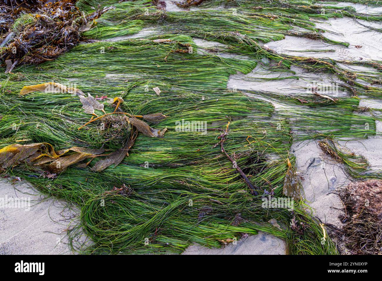 Scouler's Surf Grass on the rocks and sand near the water in the El ...