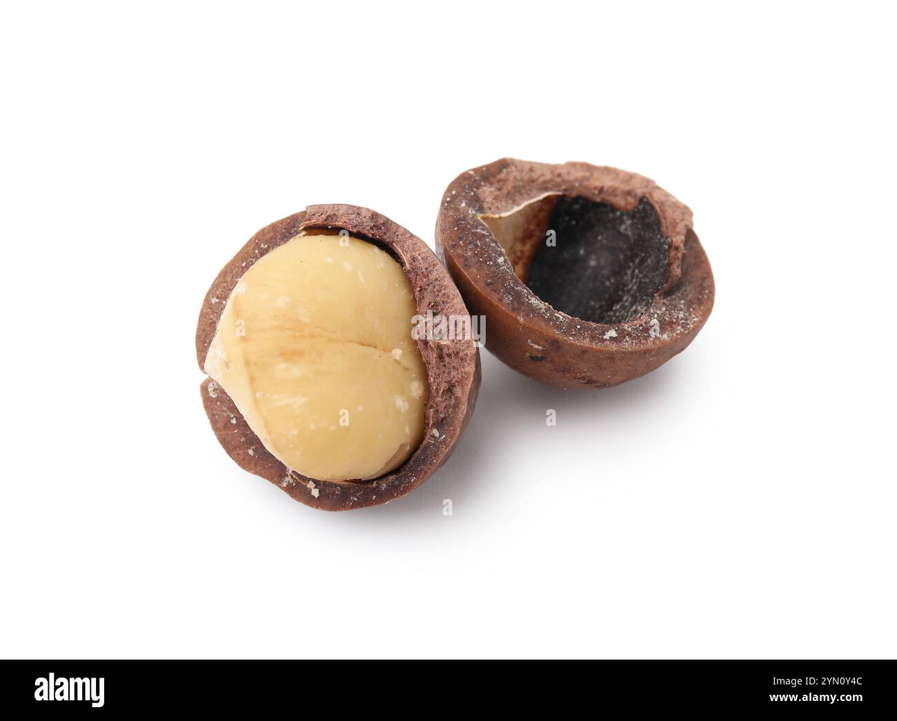 Macadamia nut with shell isolated on white Stock Photo - Alamy