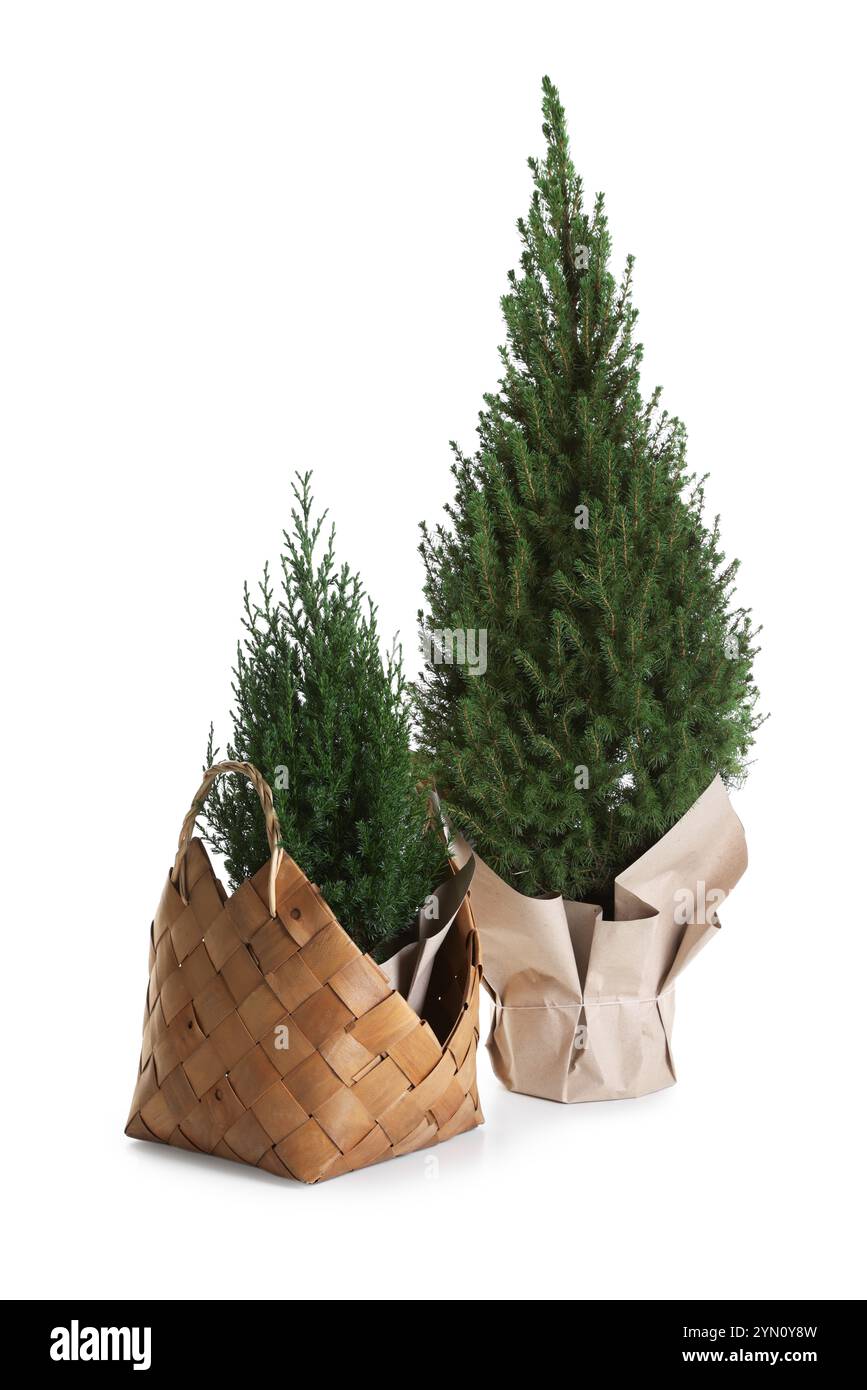 Evergreen small trees Cut Out Stock Images & Pictures - Alamy