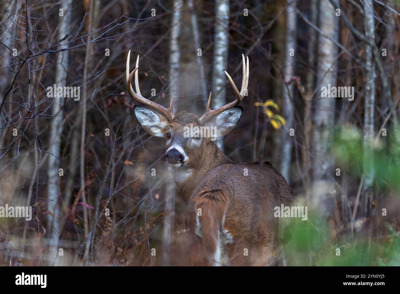 White-tailed buck during the rut in northern Wisconsin Stock Photo - Alamy