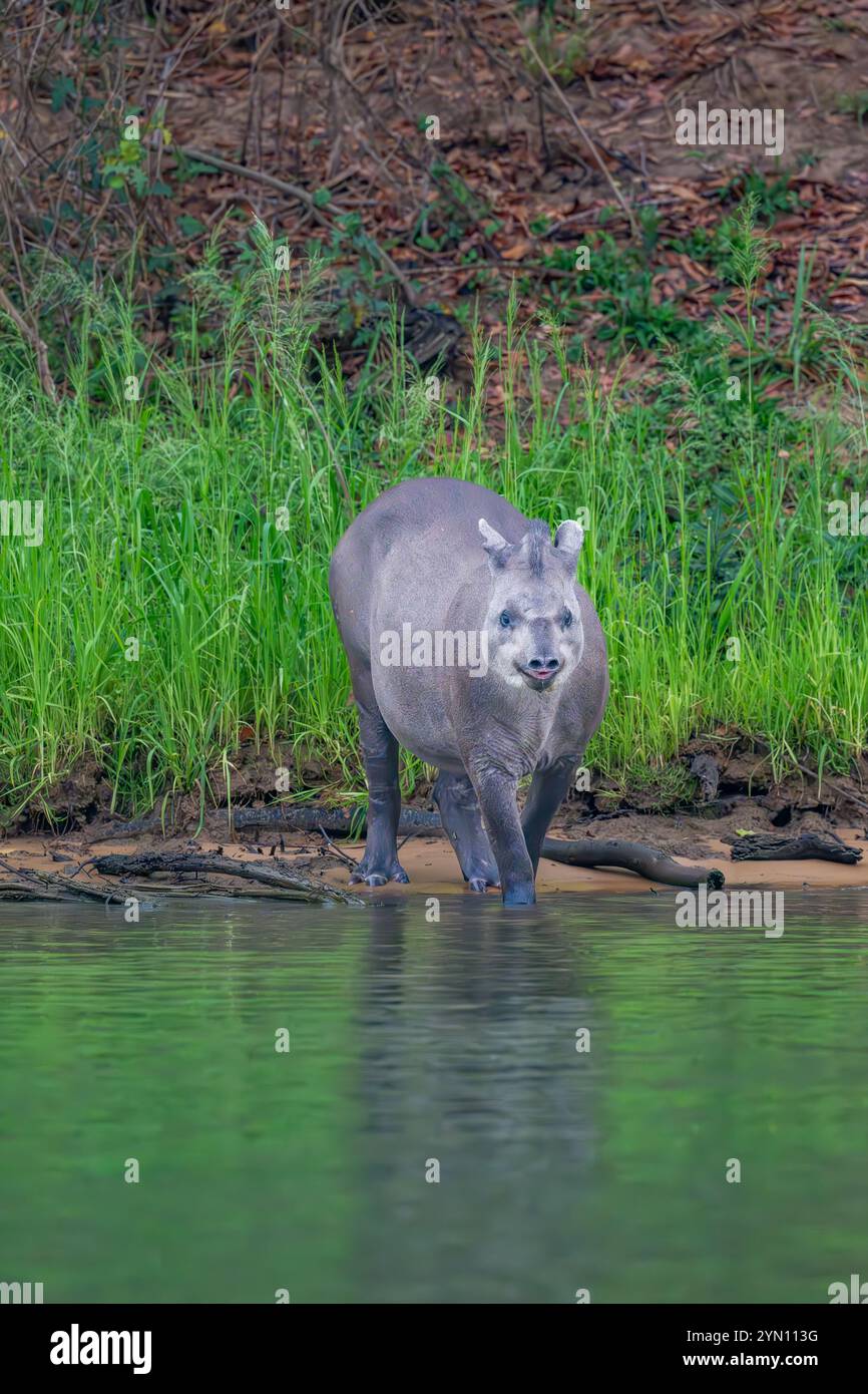 Brazilian Tapir standing on the edge of a river in the Pantanal Stock ...