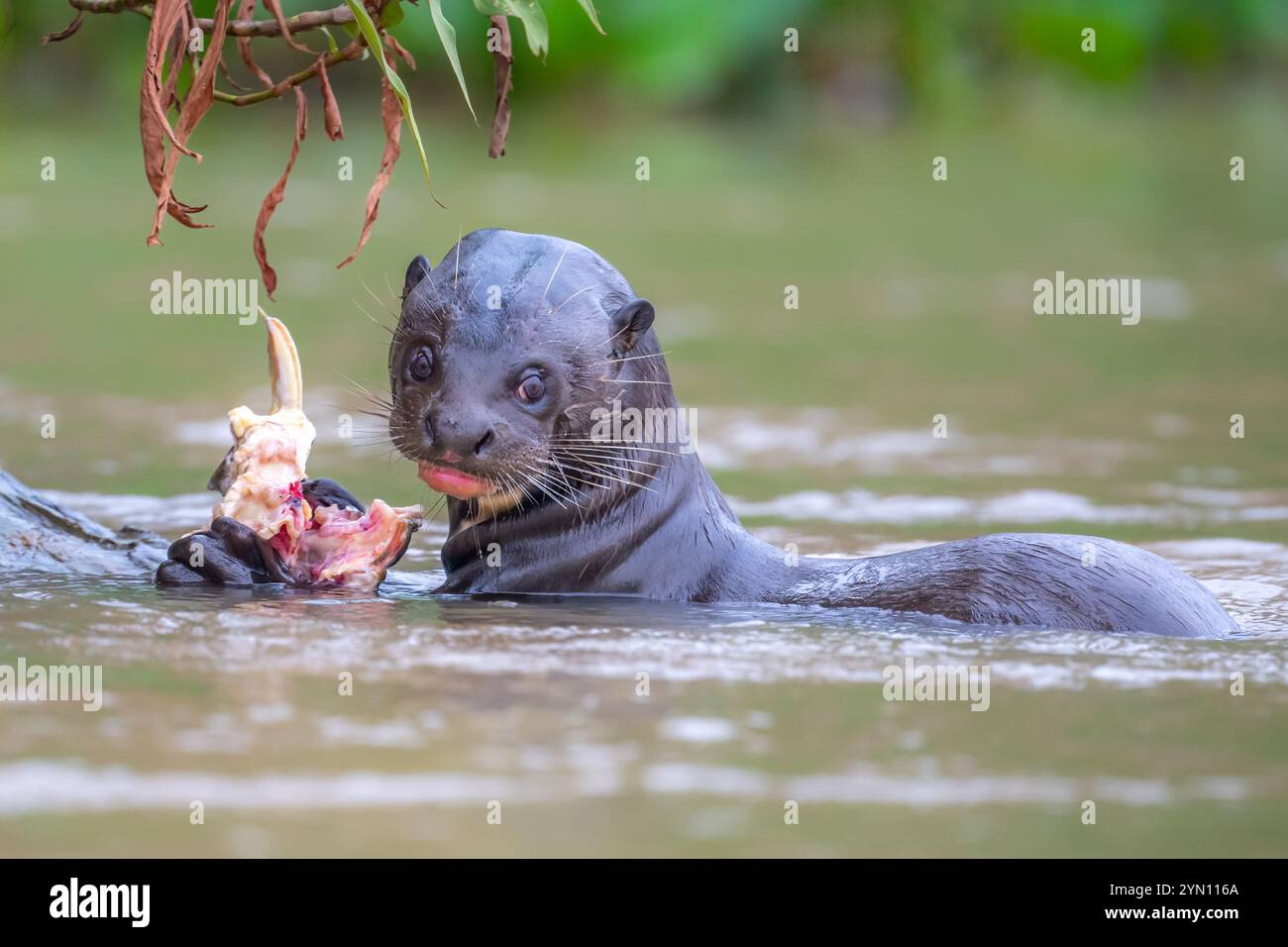 Giant otter fish in mouth hi-res stock photography and images - Alamy