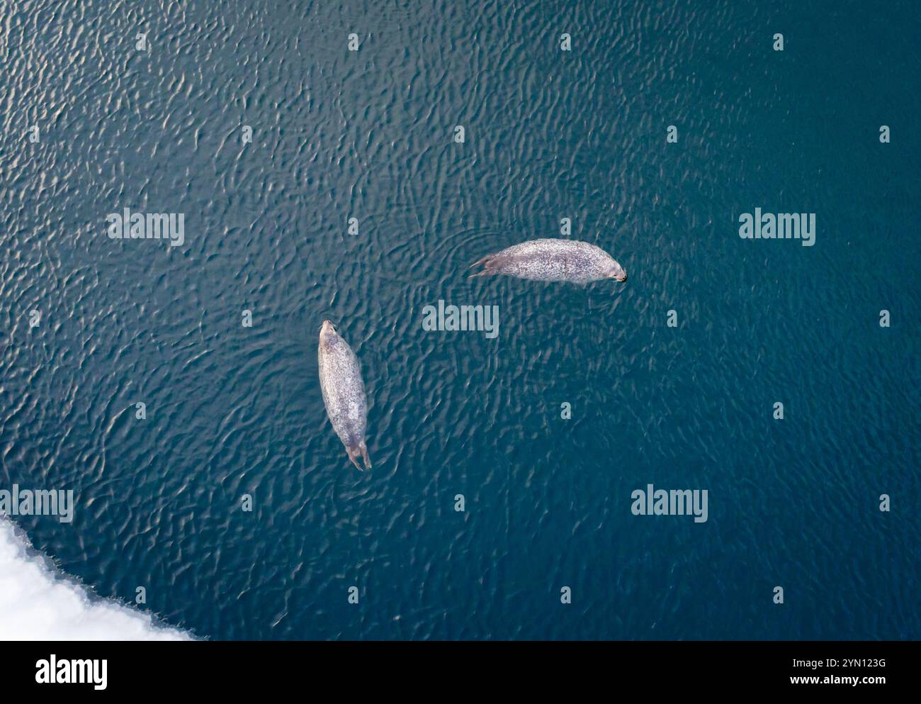Aerial top down view of 2 fat spotted seals floating on the clear azure ...