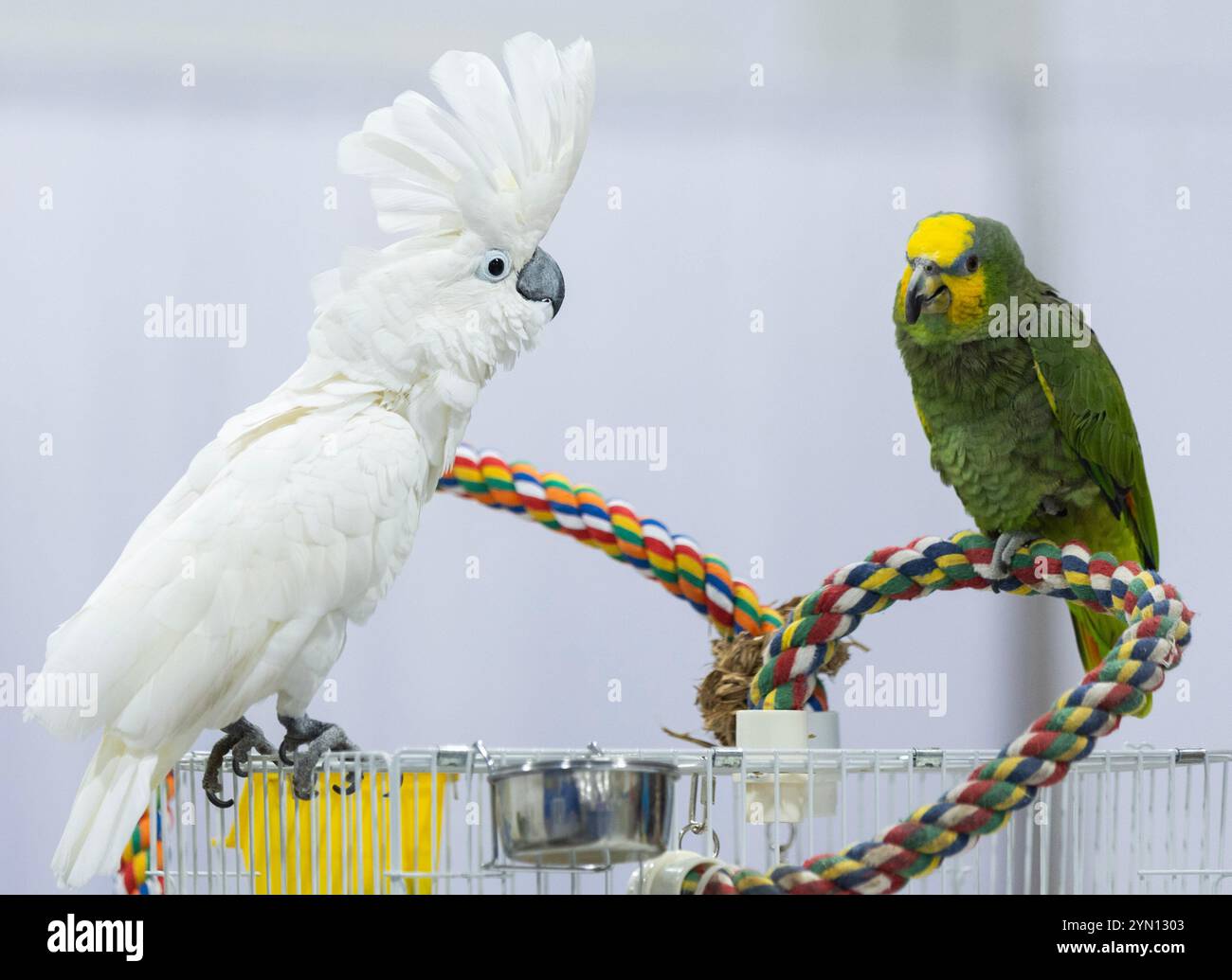 Mississauga, Canada. 23rd Nov, 2024. Parrots are pictured at the 2024 ...