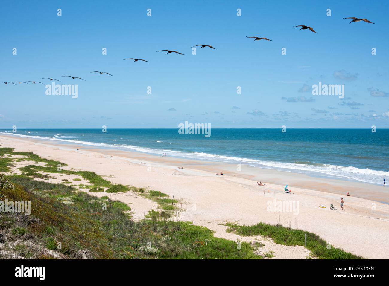 A long straight line of brown pelicans glide along the Northeast ...