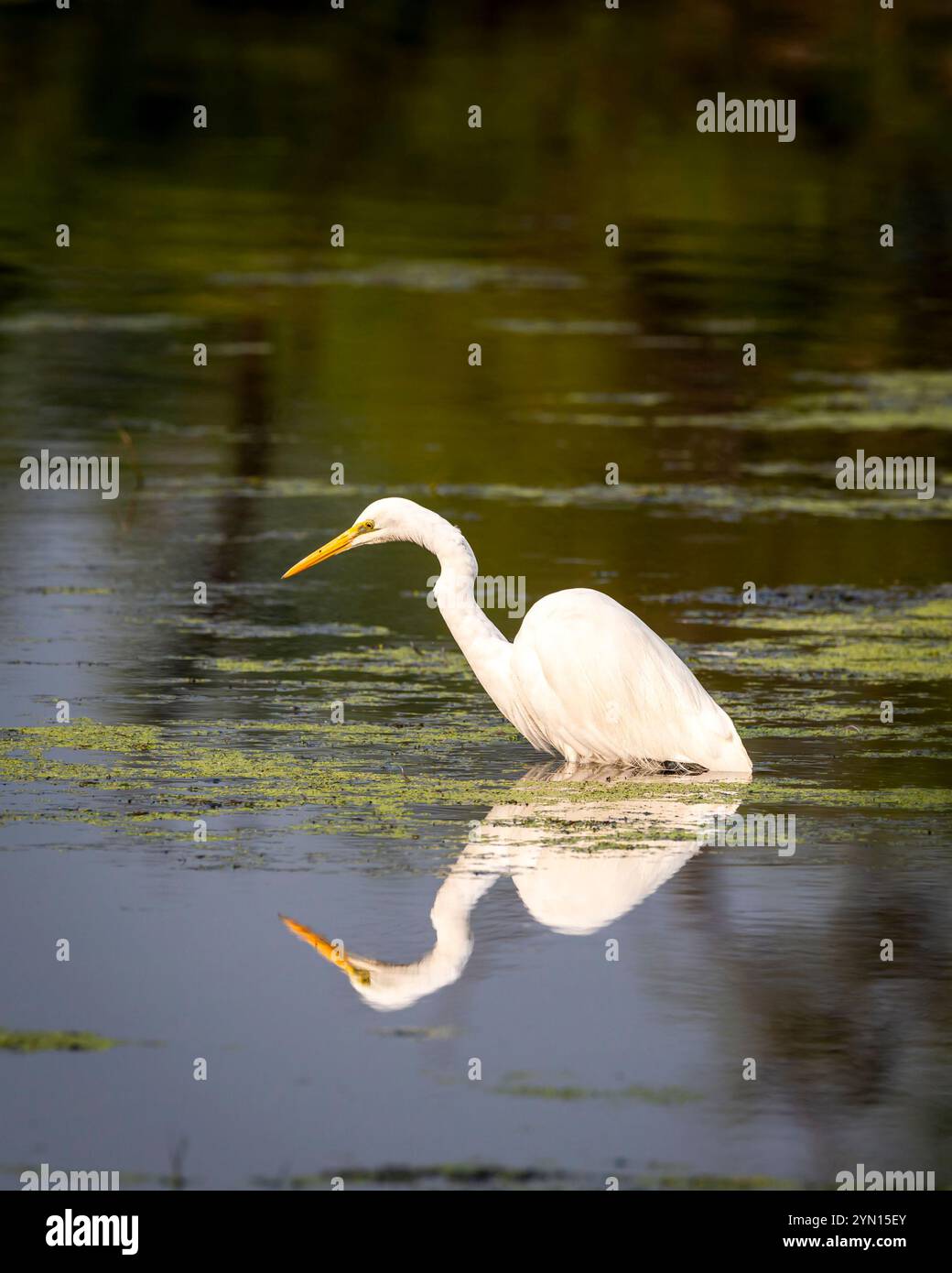 great egret or ardea alba at keoladeo national park forest bird ...