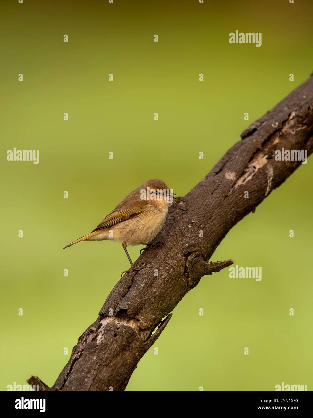 common chiffchaff or Phylloscopus collybita or leaf warbler perhed on ...