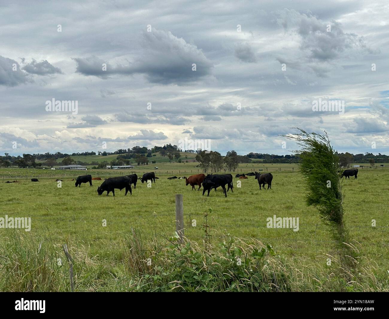 Driving the cows hi-res stock photography and images - Alamy