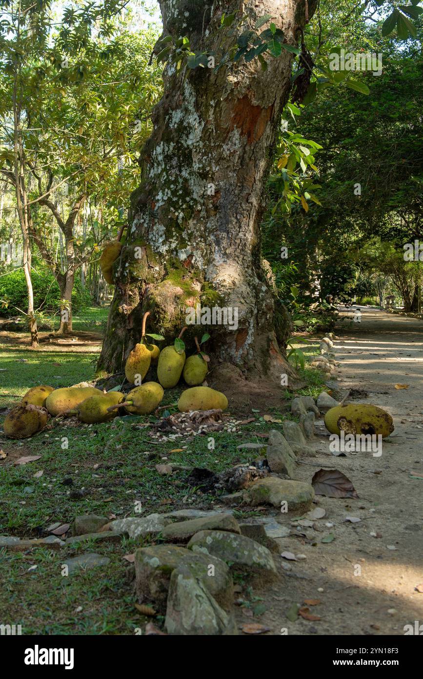 An old jackfruit tree at a garden, featuring a path and green and ...