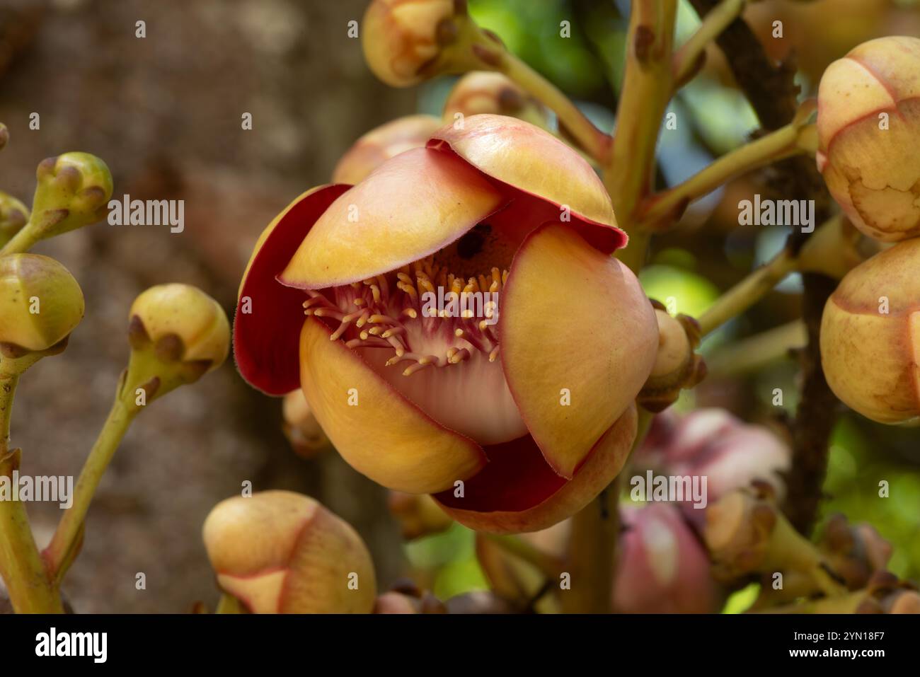 The flowers of couroupita guianensis, the Cannonball tree, from close ...