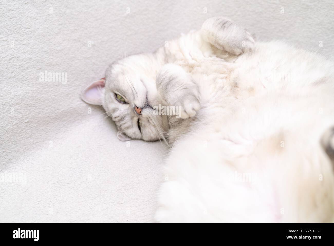 Scottish straight cat lies on his back. Cat upside down. Close up white ...