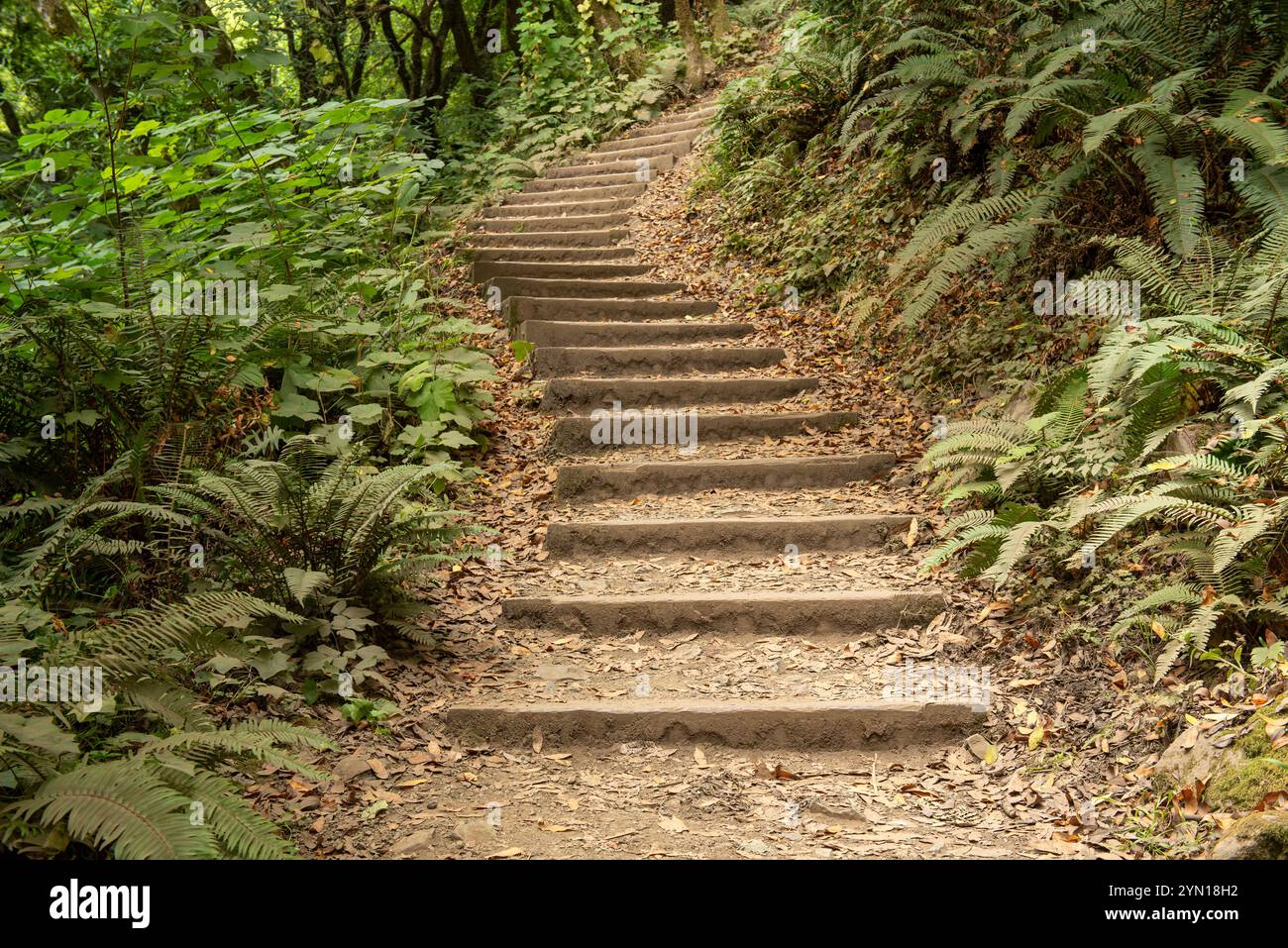 Dipsea Trail in Marin County, featuring stairs with lots of steps and ...