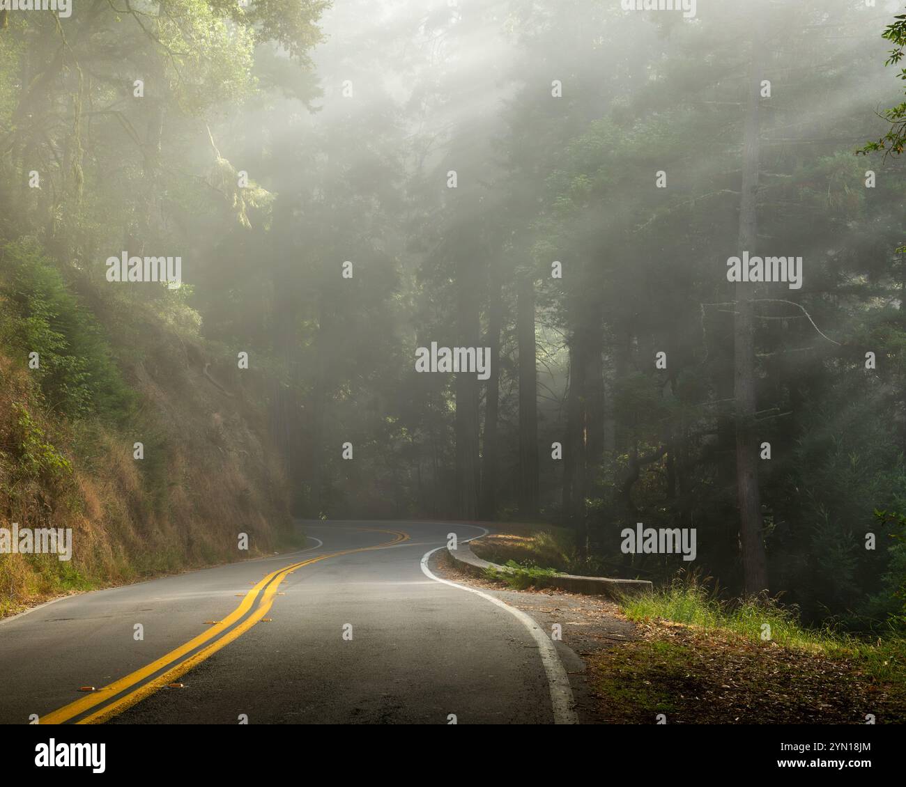Road leading to Muir Woods at Mount Tamalpais featuring a curve and ...