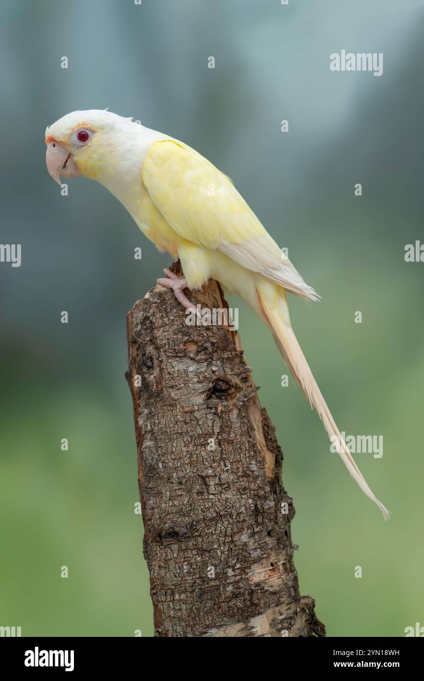 Creme ino hi-res stock photography and images - Alamy