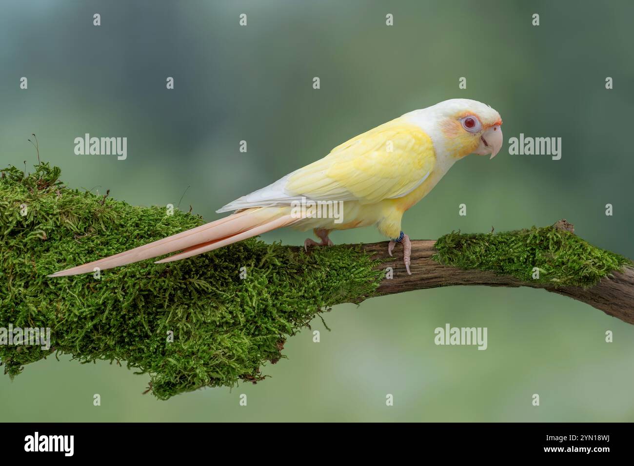 Creme ino hi-res stock photography and images - Alamy