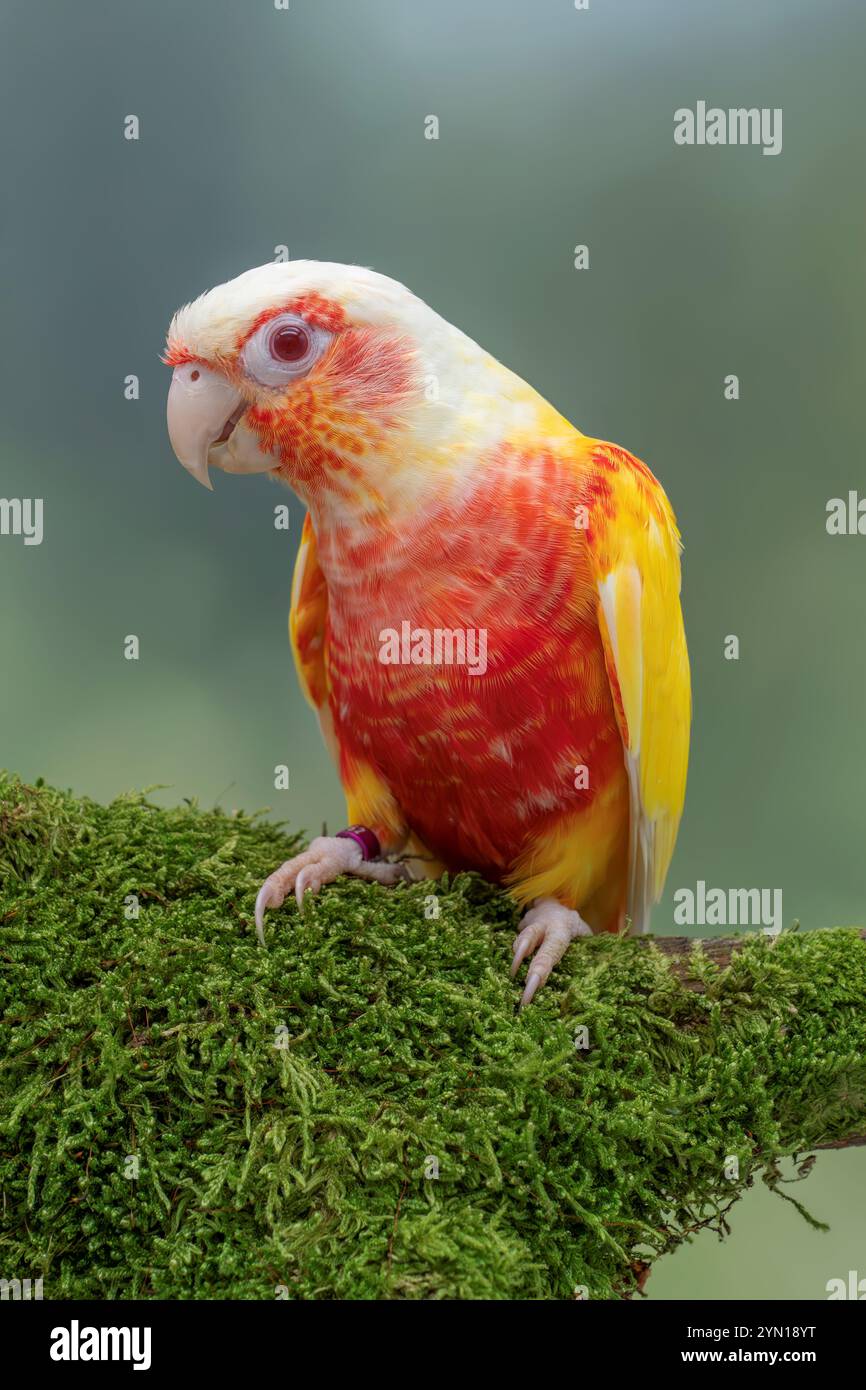 green-cheeked parakeet mutation lutino opaline (high red) Pyrrhura ...