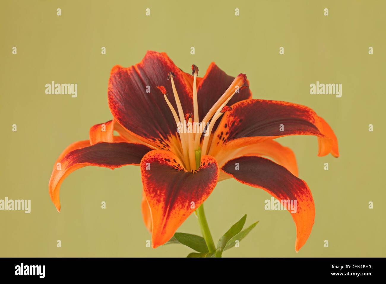 Lilium forever hi-res stock photography and images - Alamy