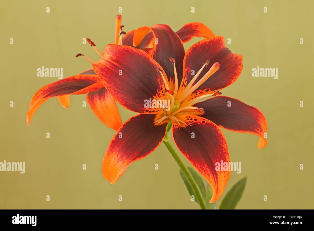 Asiatic Lily "Forever Susan", Lilium Stock Photo - Alamy