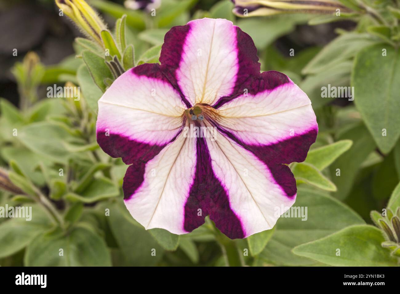 Petunia Frenzy "Starburst", Rich Raspberry Stock Photo - Alamy