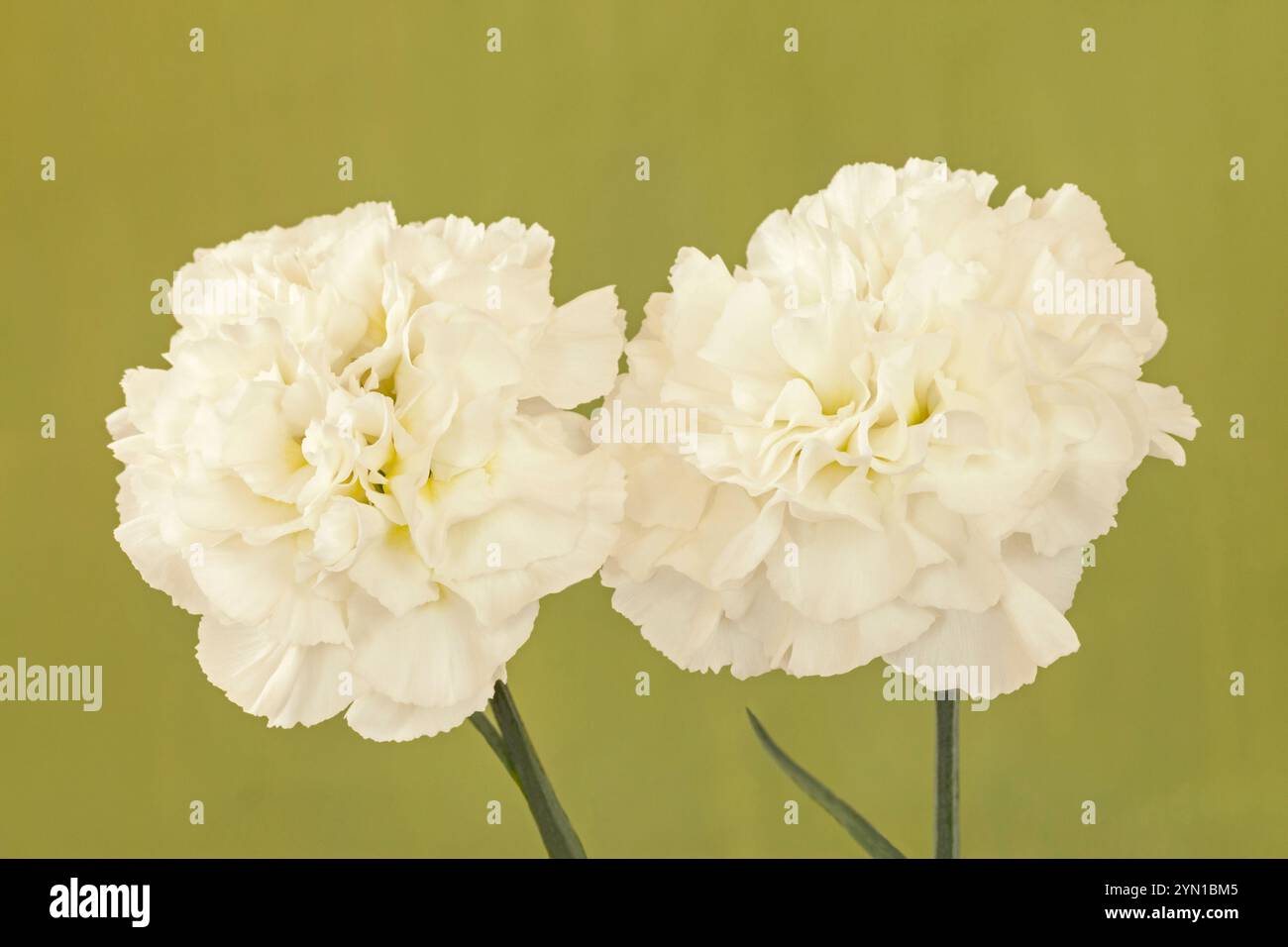 Bridal star hi-res stock photography and images - Alamy