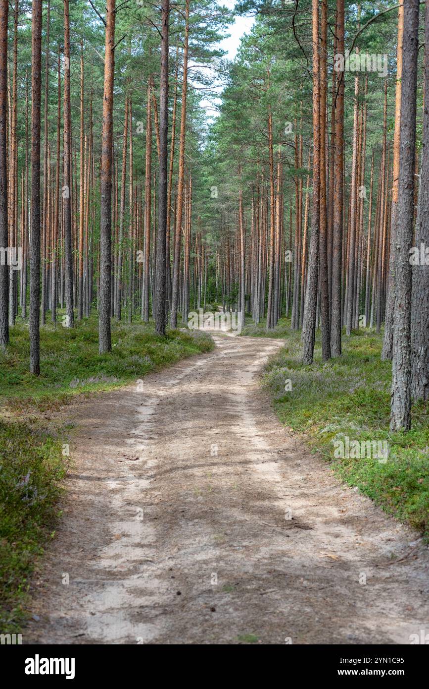 landscape with a simple forest path, nature recreation concept, summer ...