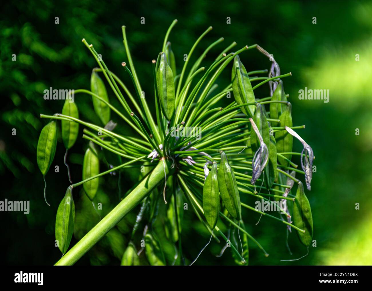 plant vegetation, beautiful representatives of summer flora and fauna ...