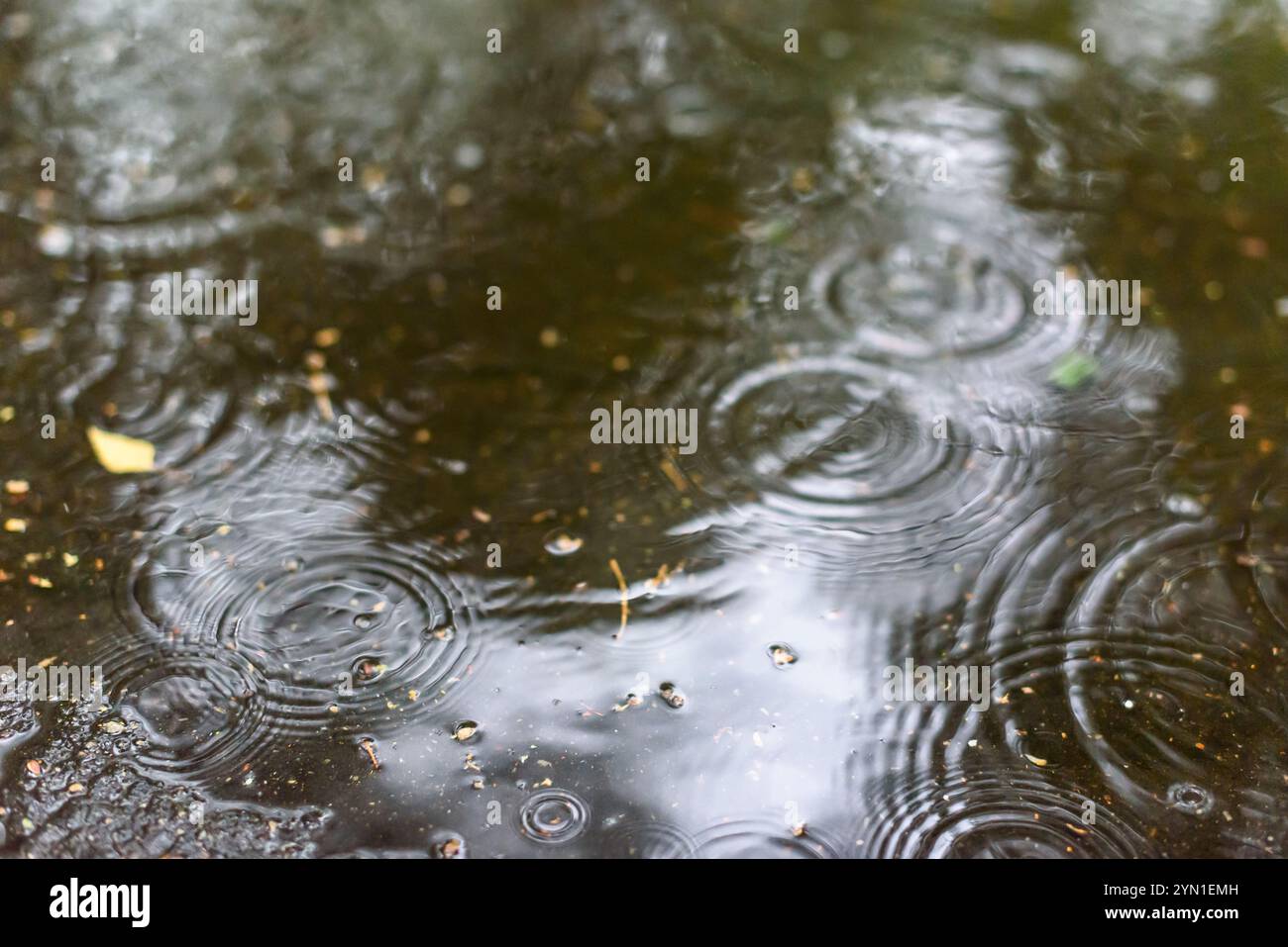 Selective focus photo. Raindrops in puddle Stock Photo - Alamy