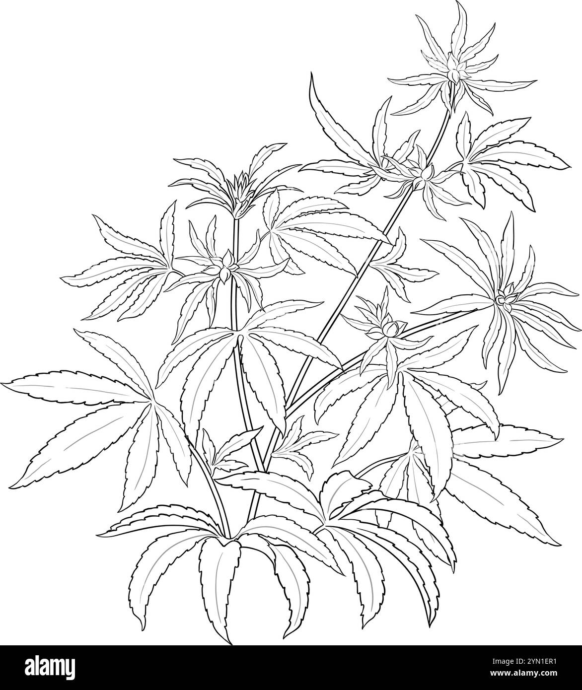 Hemp Plant with Leaves Outline Illustration Stock Vector Image & Art ...