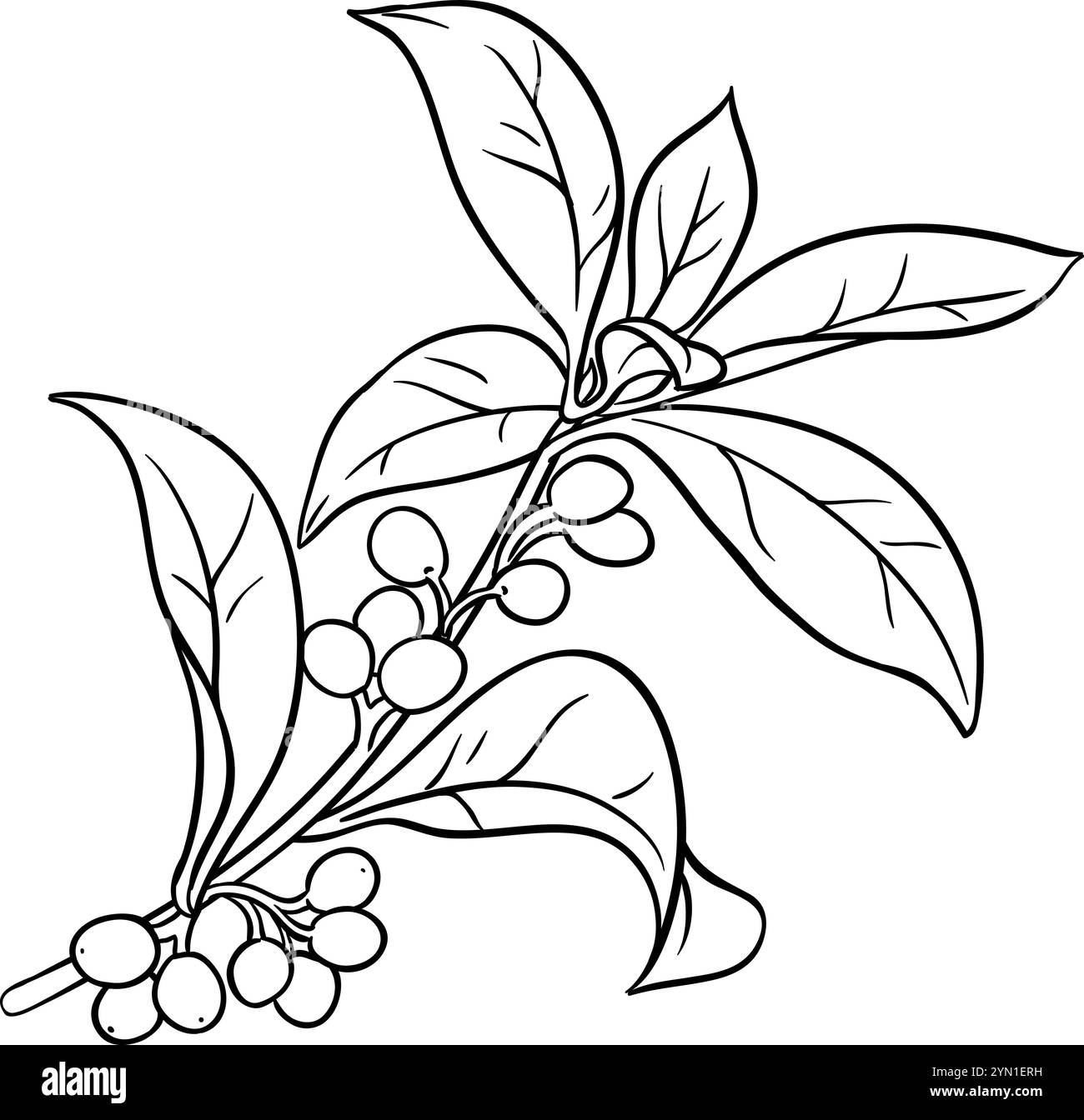 Osmanthus Branch with Berries Outline Illustration Stock Vector Image ...