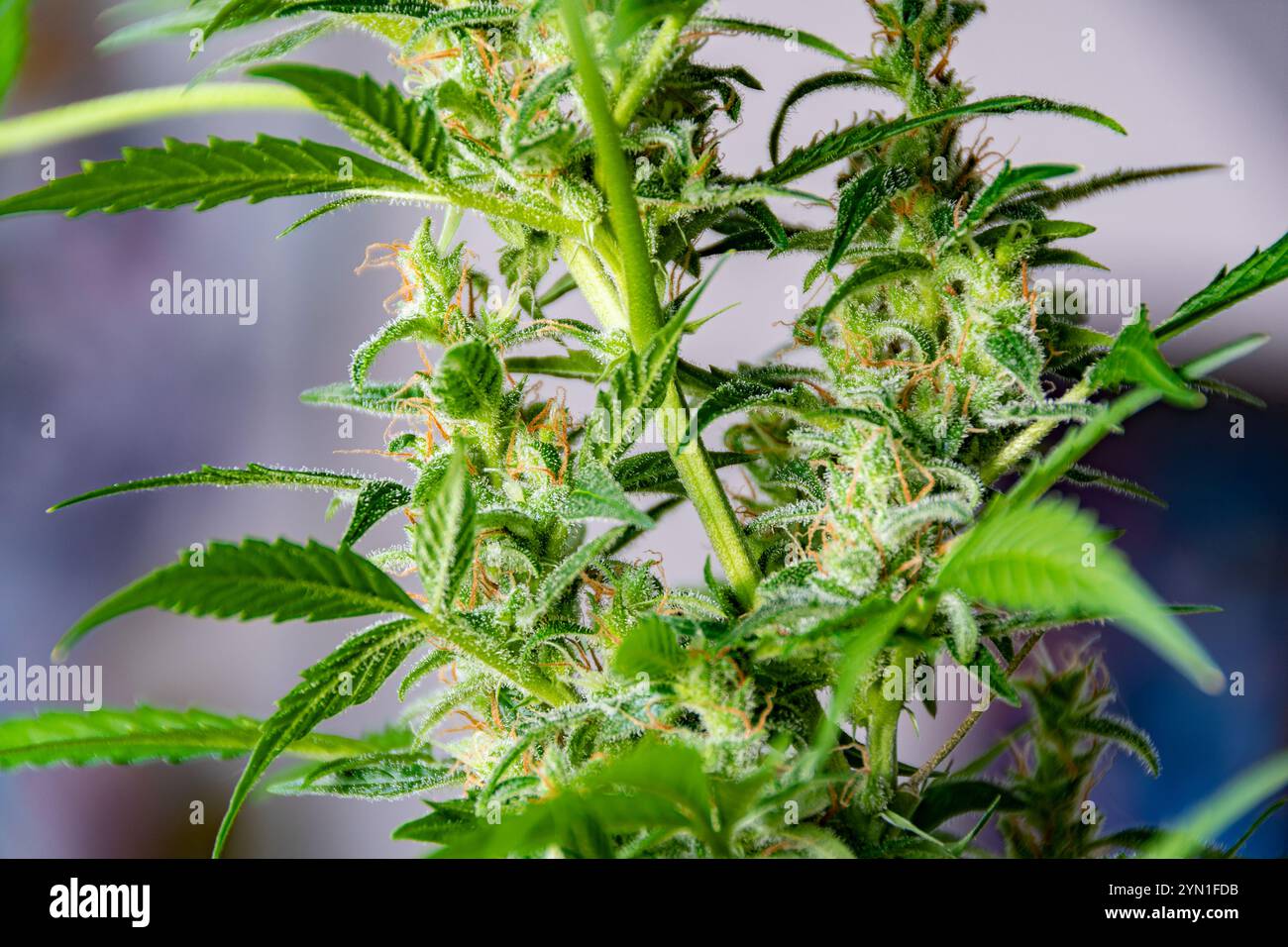 Drawing of cannabis sativa flowers hi-res stock photography and images ...