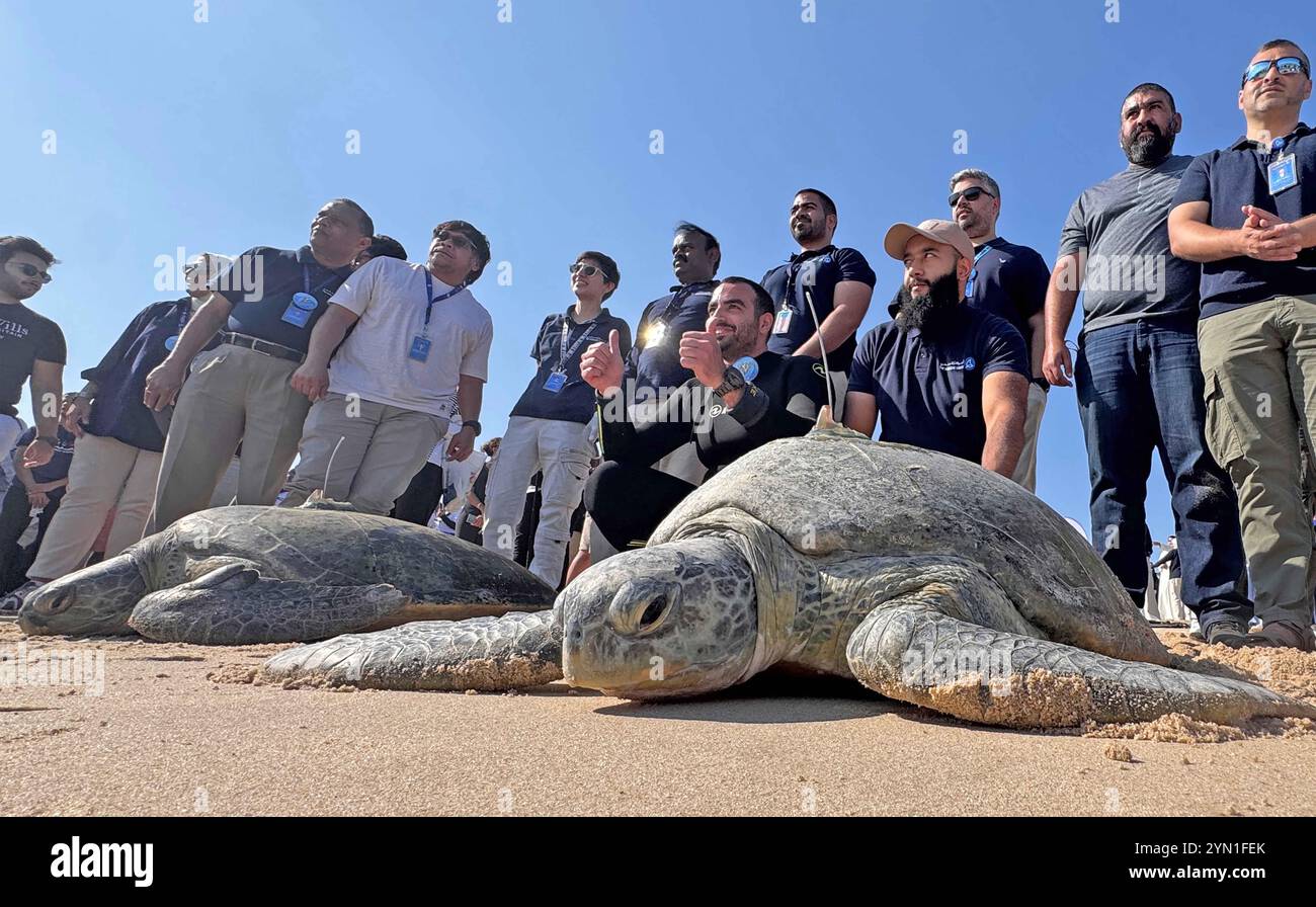 Kuwait City, Kuwait. 23rd Nov, 2024. Rescued and rehabilitated sea ...
