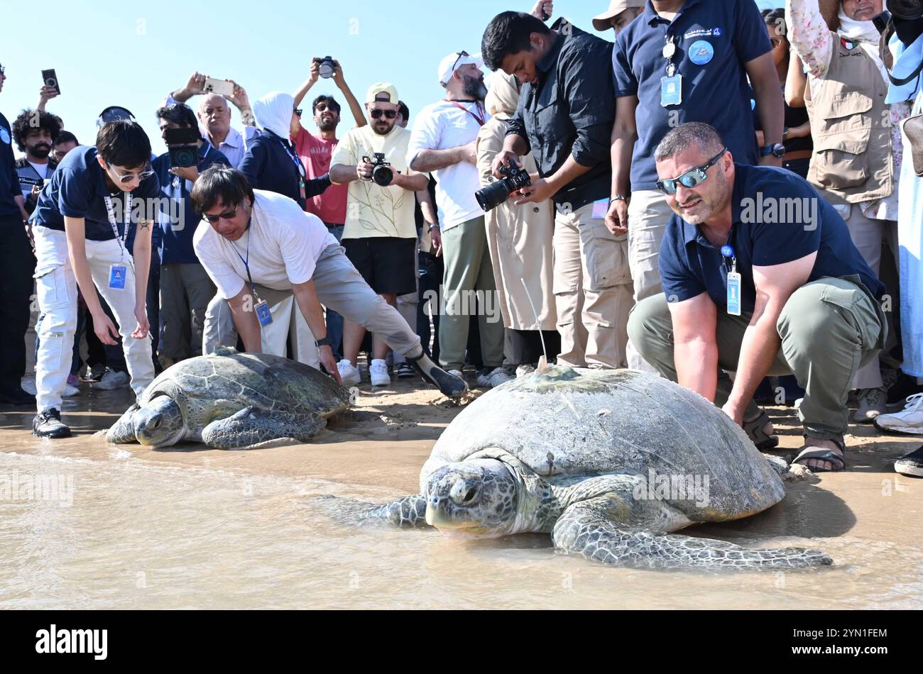 Kuwait City, Kuwait. 23rd Nov, 2024. Rescued and rehabilitated sea ...