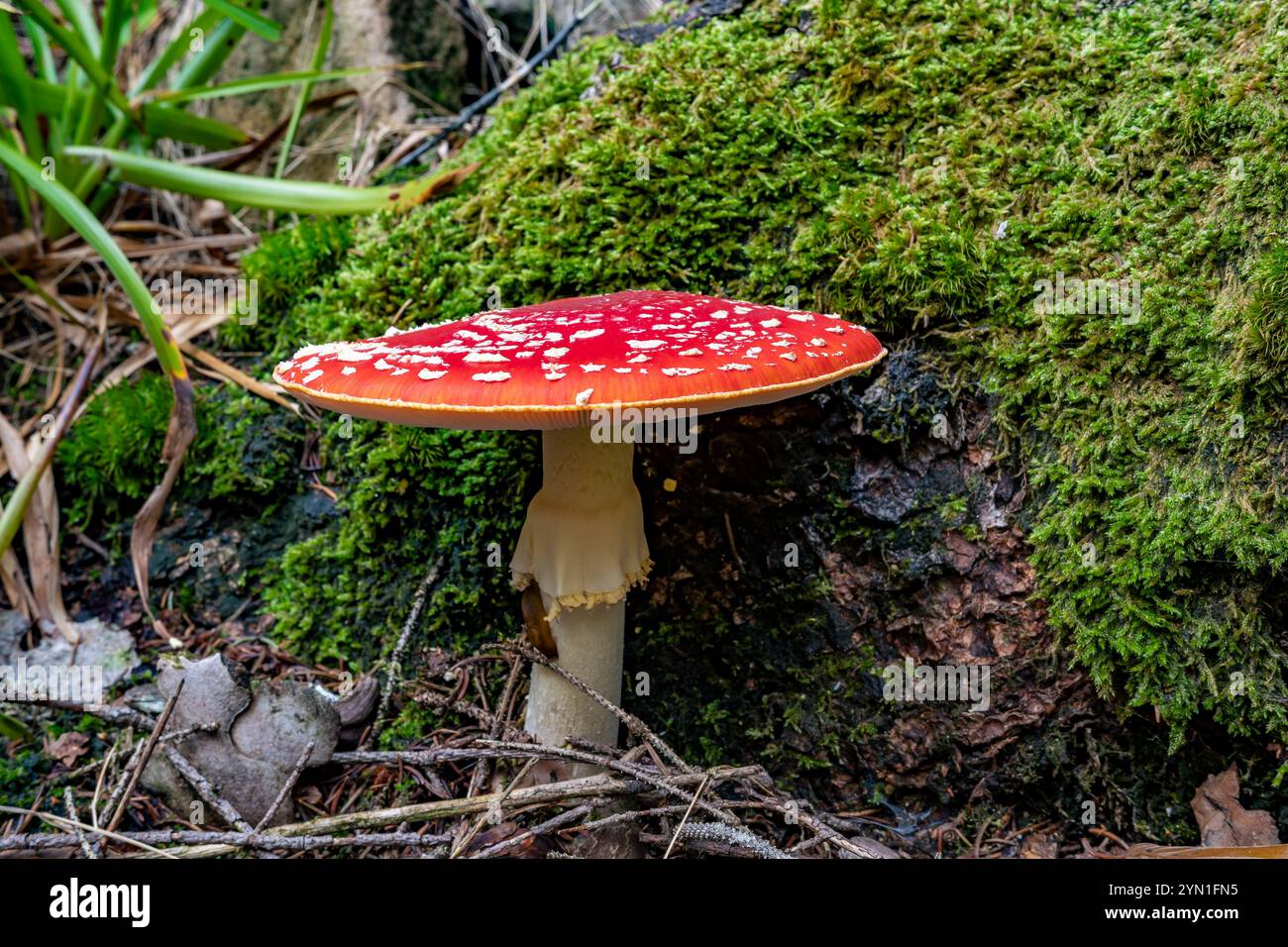 Red toadstools in the forest Stock Photo - Alamy
