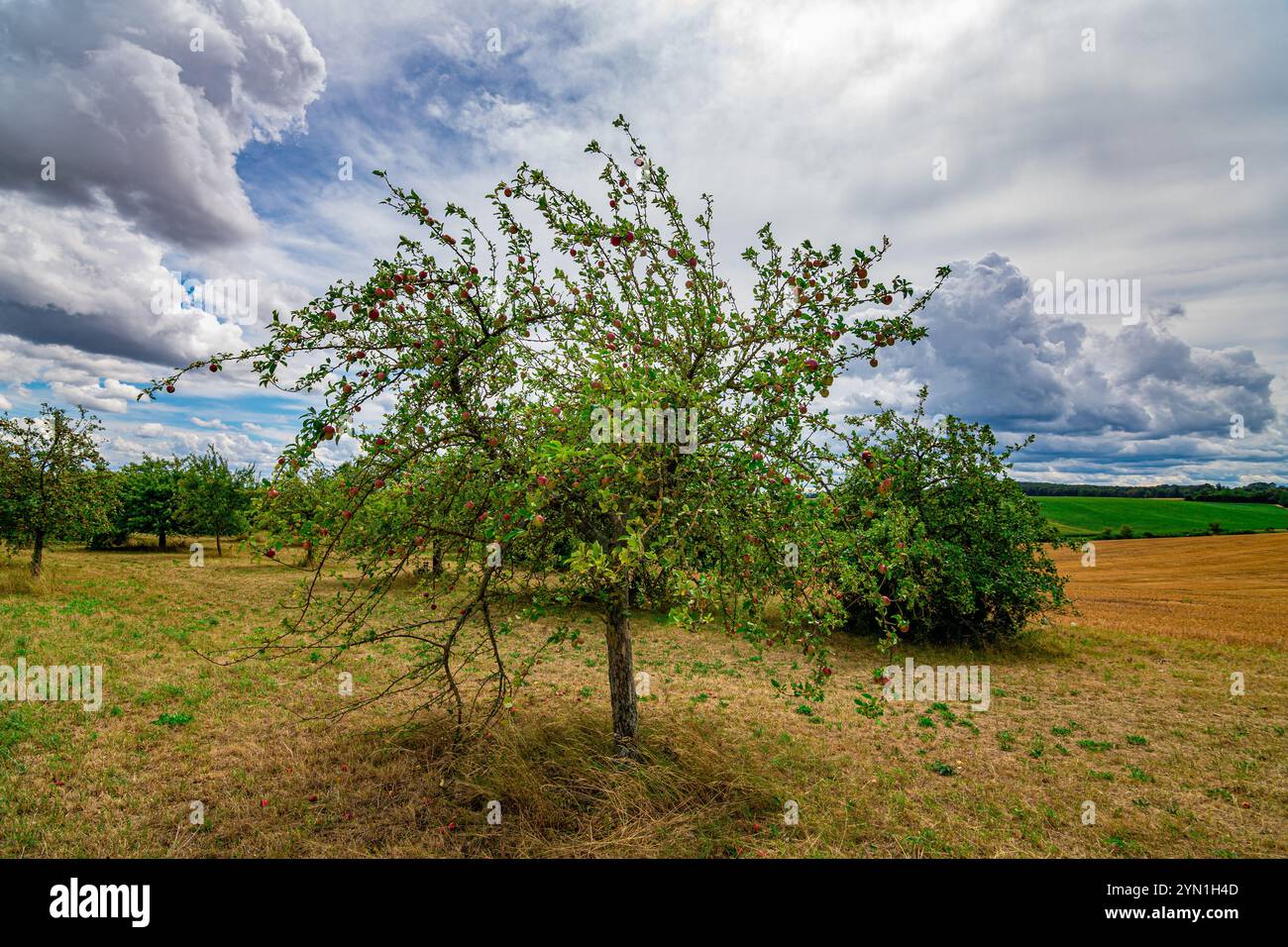 A natural apple tree in a field, with a beautiful blue sky with clouds ...