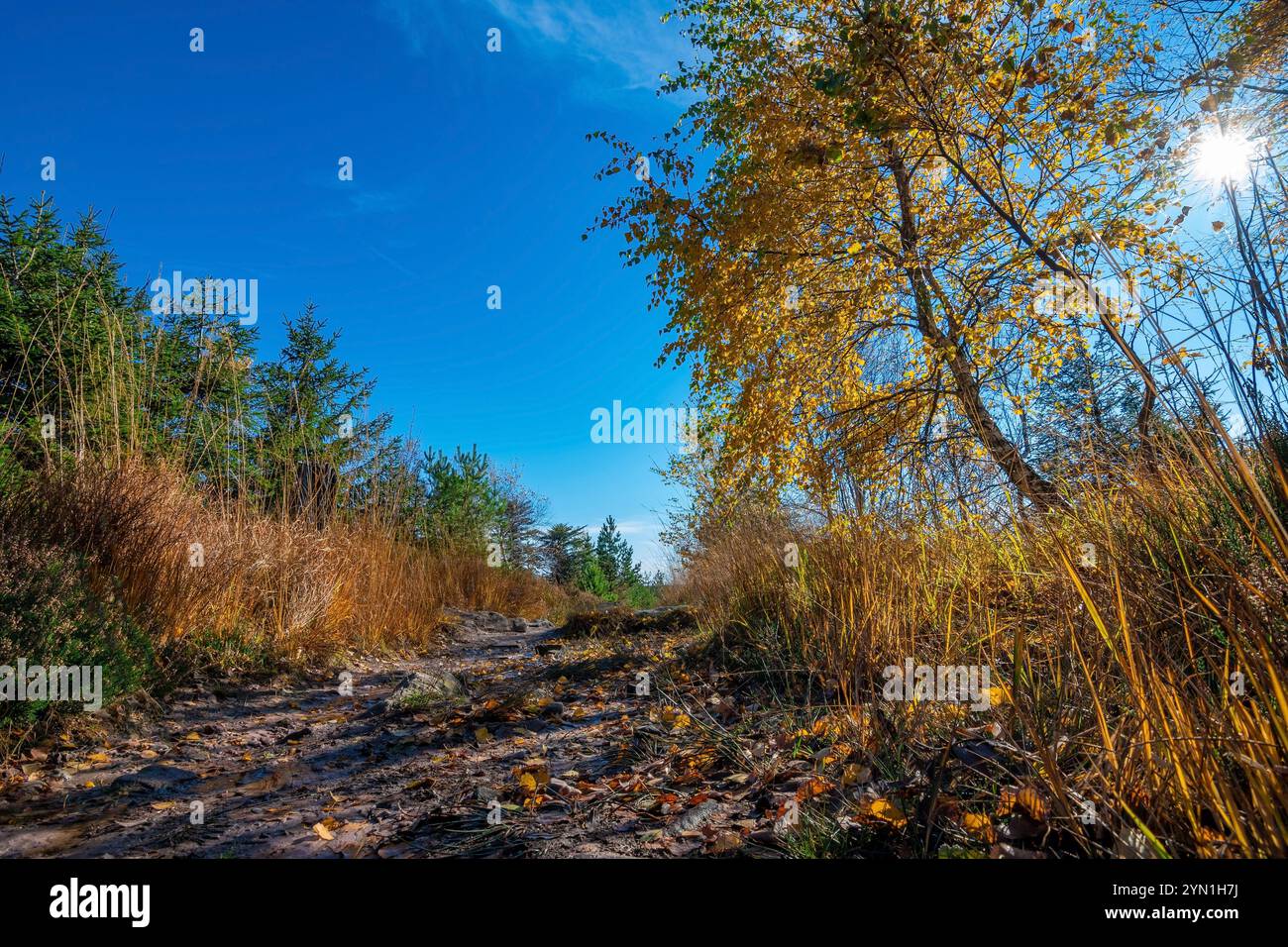 A wet, damp path, covered with leaves in fall with a beautiful blue sky ...