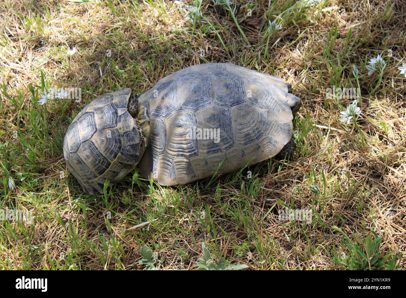 Cute baby turtle mother hi-res stock photography and images - Alamy